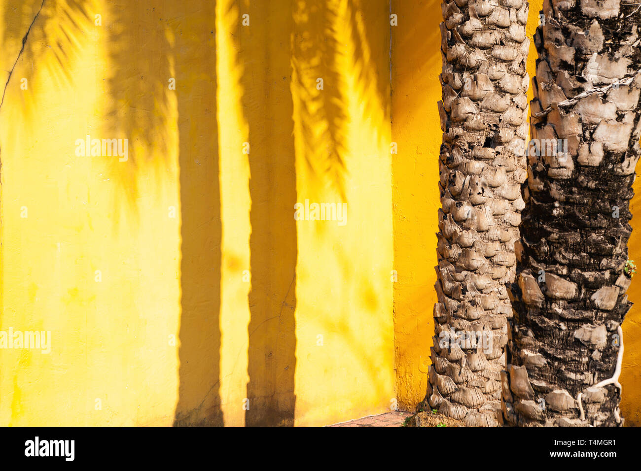 palm tree shadow on a yellow wall Stock Photo - Alamy