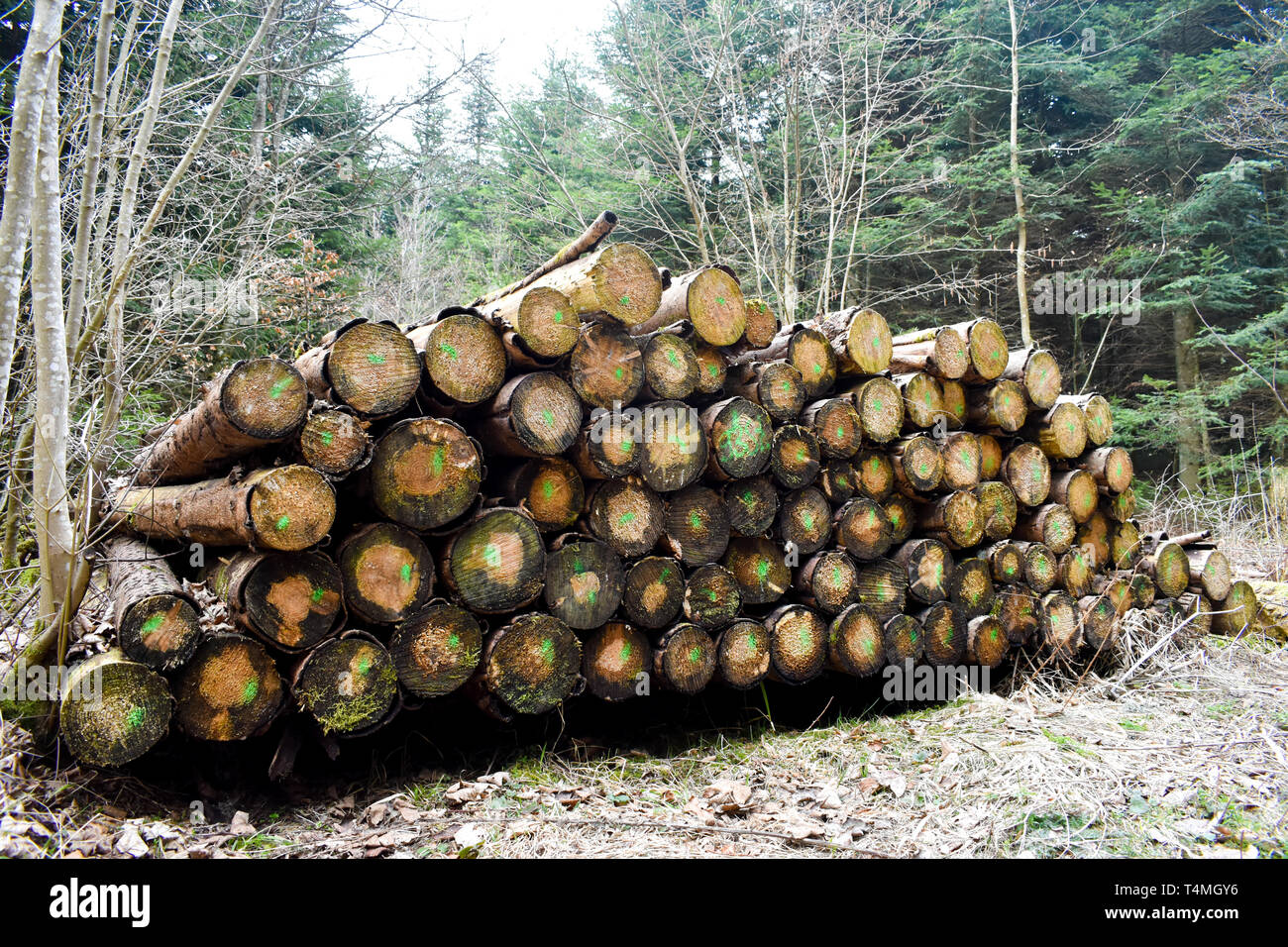 Lumber mill log pile wood hi-res stock photography and images - Alamy