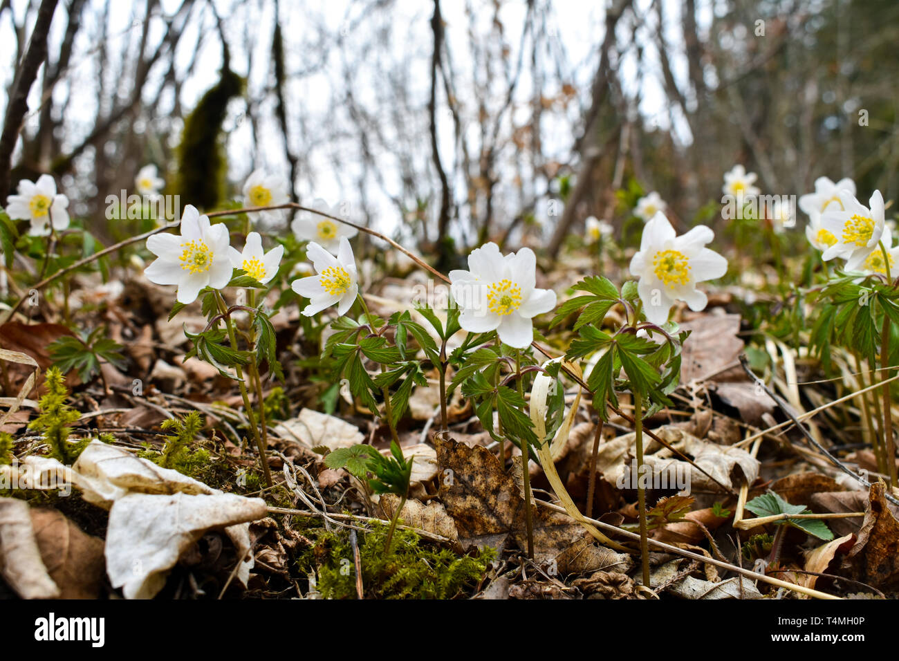 Beautiful wood anemone flowers in forest Stock Photo - Alamy