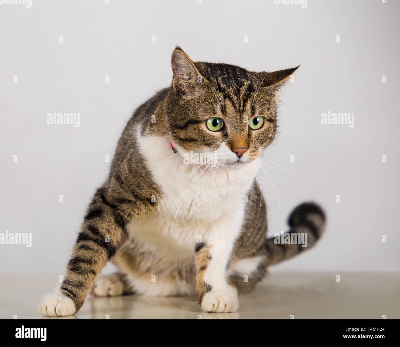 Full length portrait of attentive curious striped cat seated on the ...