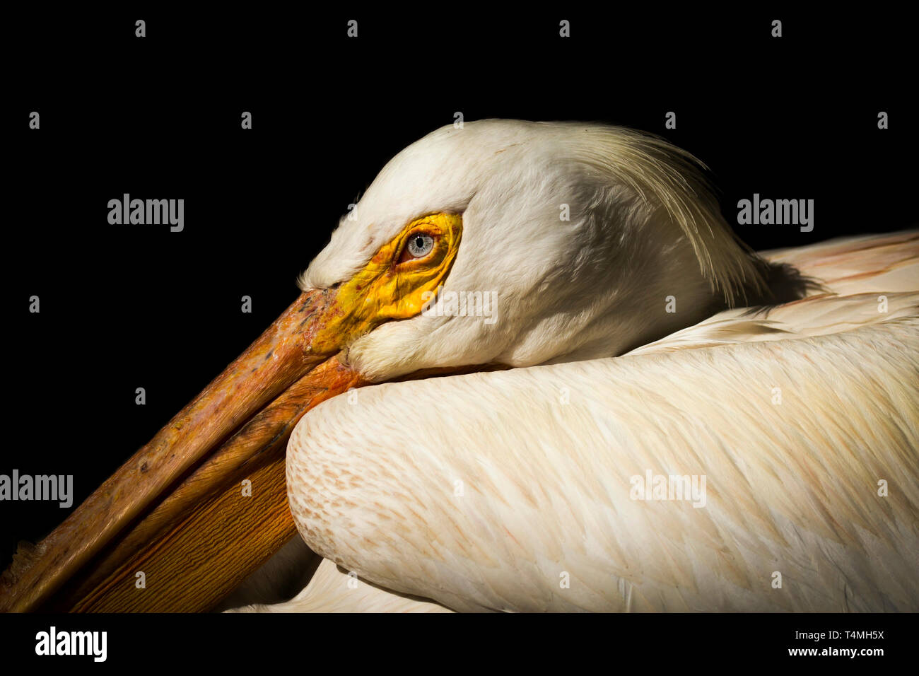 A serene brown pelican rests peacefully on the ground, its body forming ...