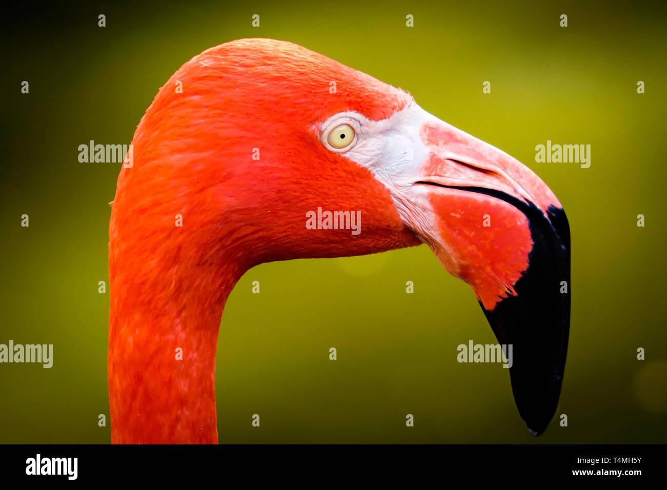 A striking side profile captures the essence of a flamingo in all its ...
