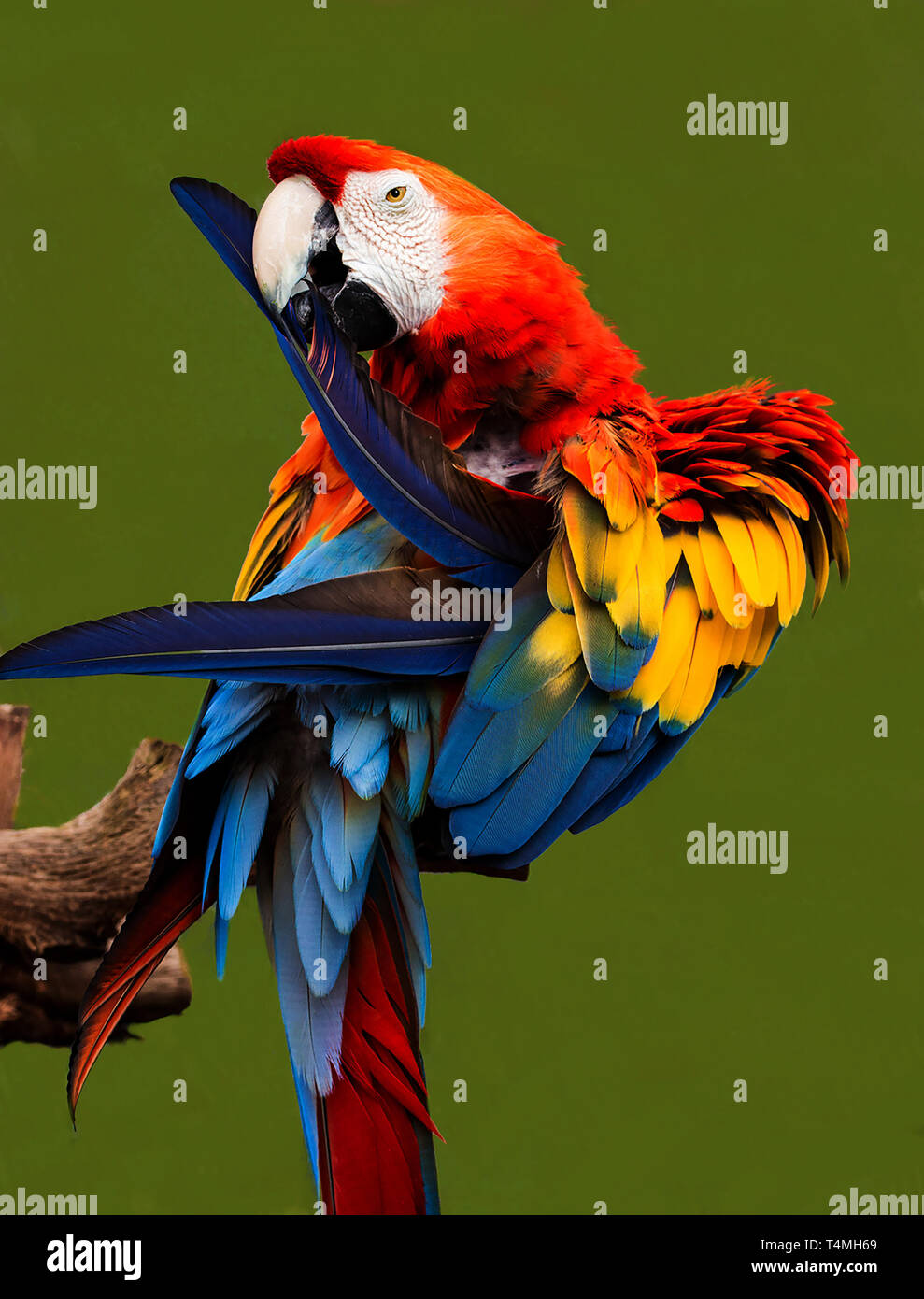 A stunning macaw showcases its meticulous grooming behavior as it ...