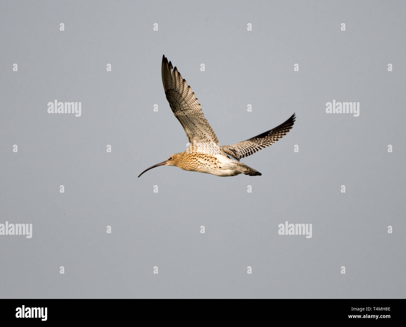 Curlew wings hi-res stock photography and images - Alamy