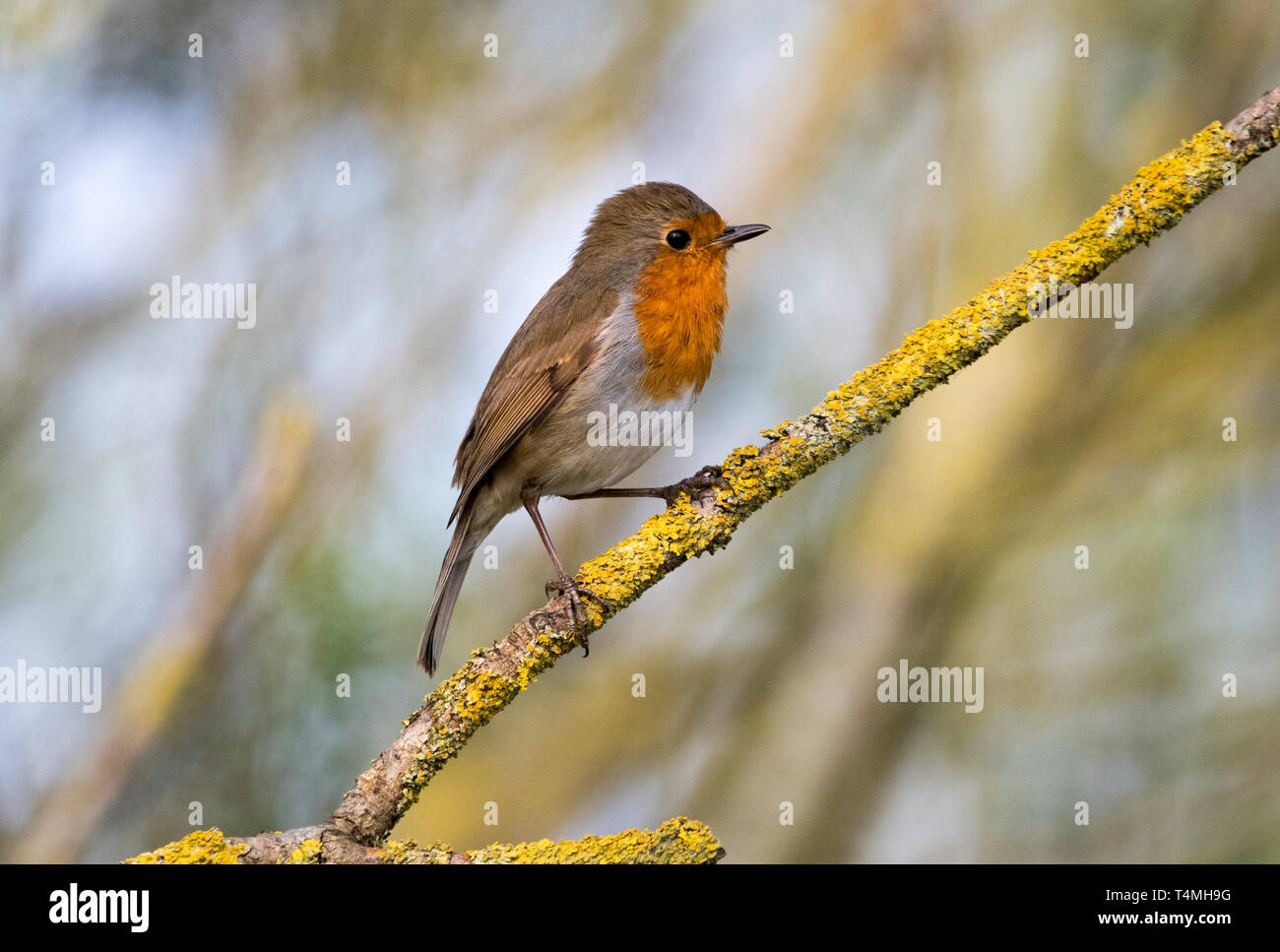 European Robin (Erathicus rubecula Stock Photo - Alamy