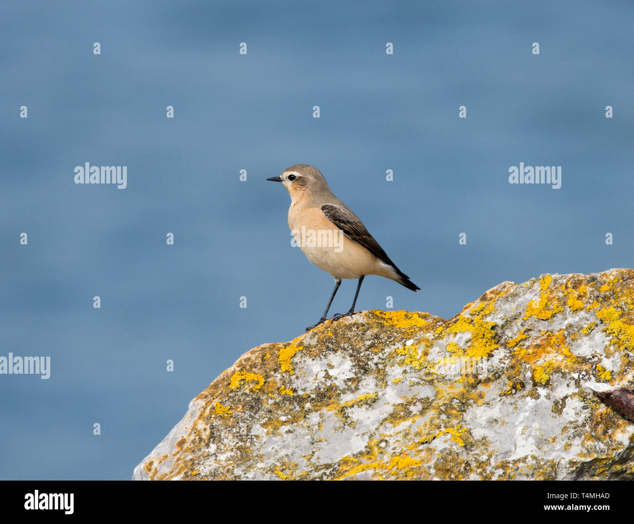 Female wheatear hi-res stock photography and images - Alamy