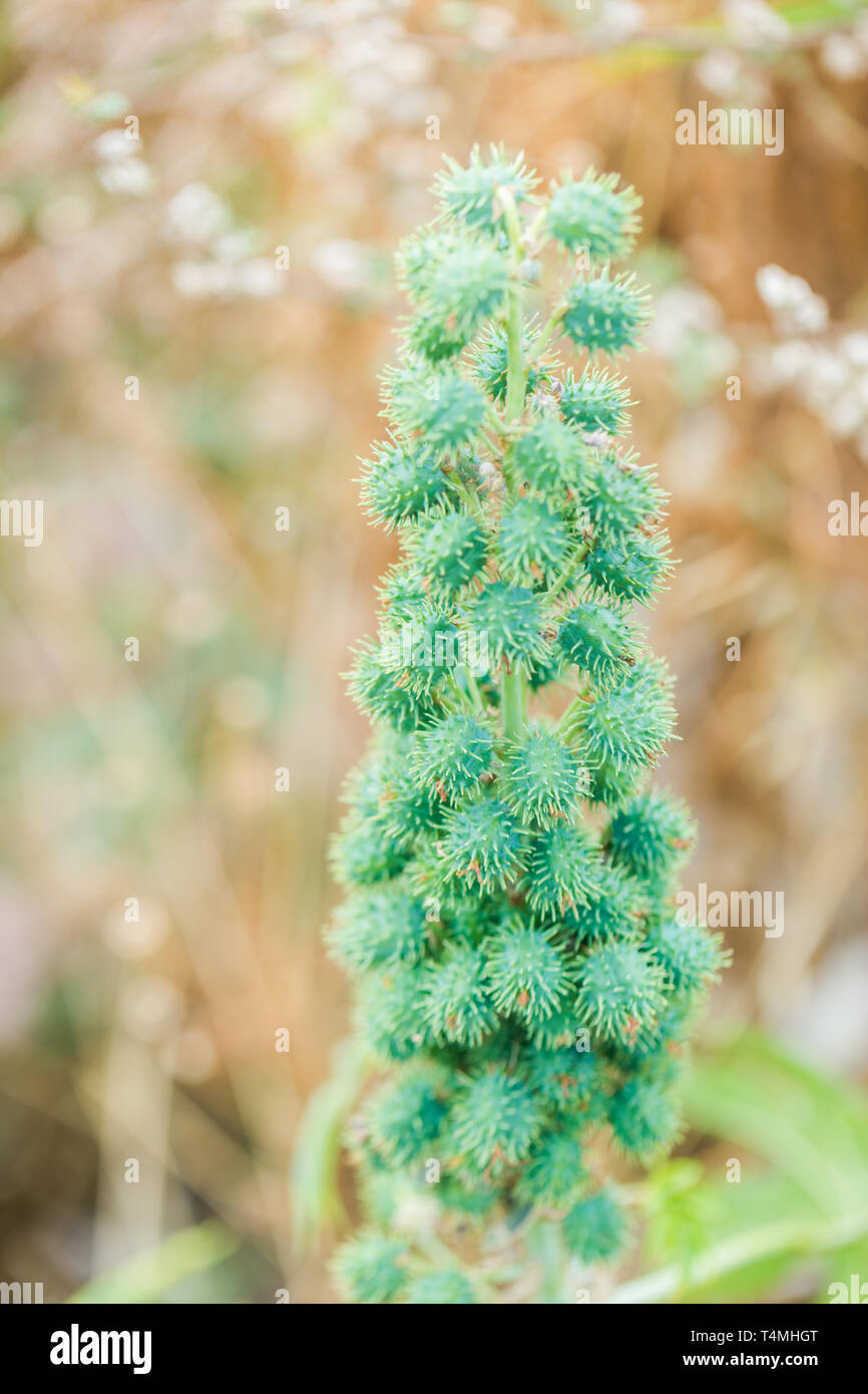 Common Cocklebur Weed