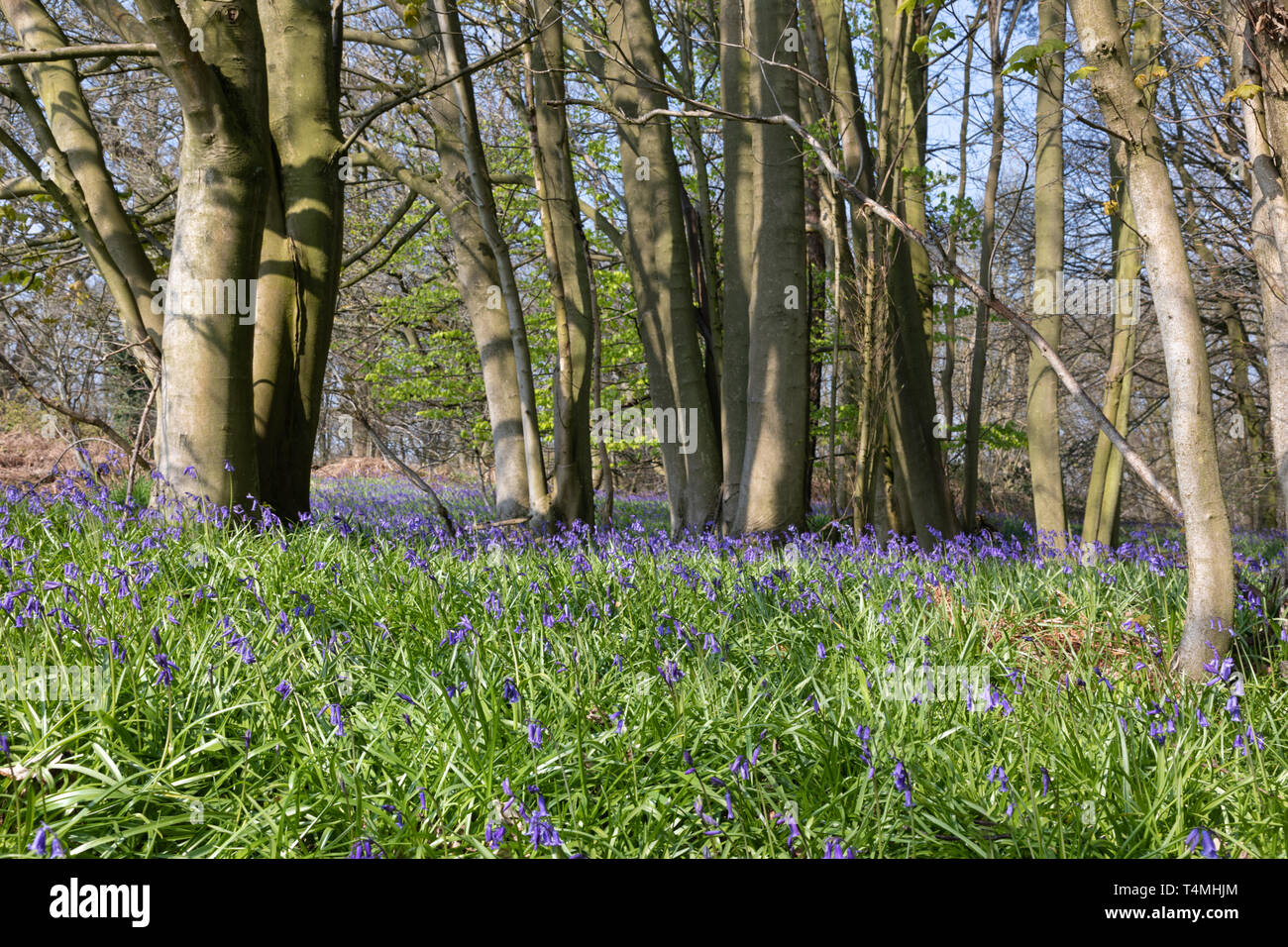 English beech tree hi-res stock photography and images - Alamy