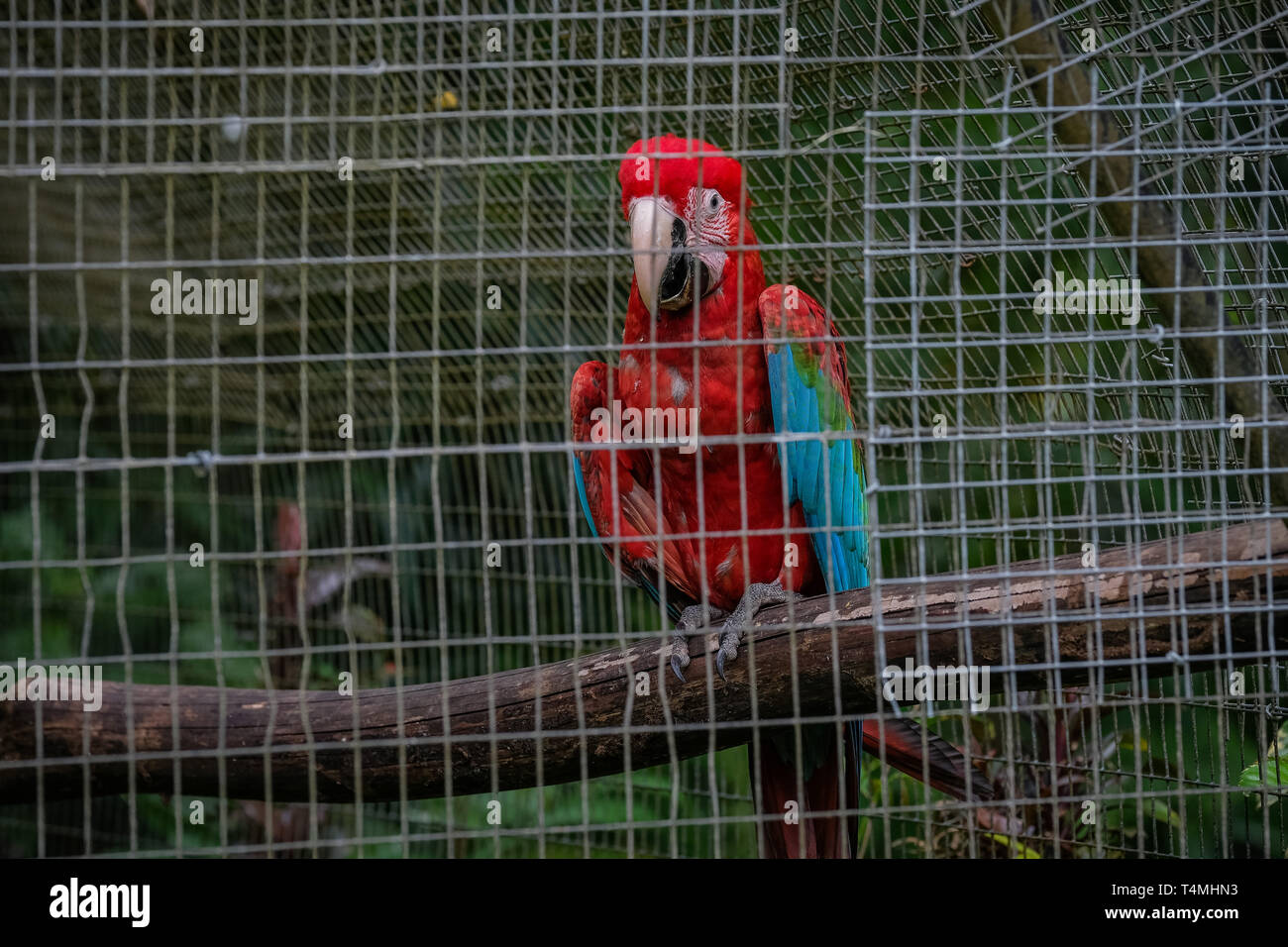 Animal in Guiana zoo, Guyana, Cayenne, France Stock Photo - Alamy