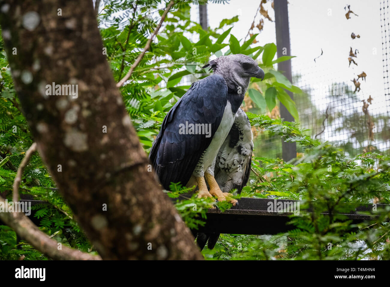 Animal in Guiana zoo, Guyana, Cayenne, France Stock Photo - Alamy