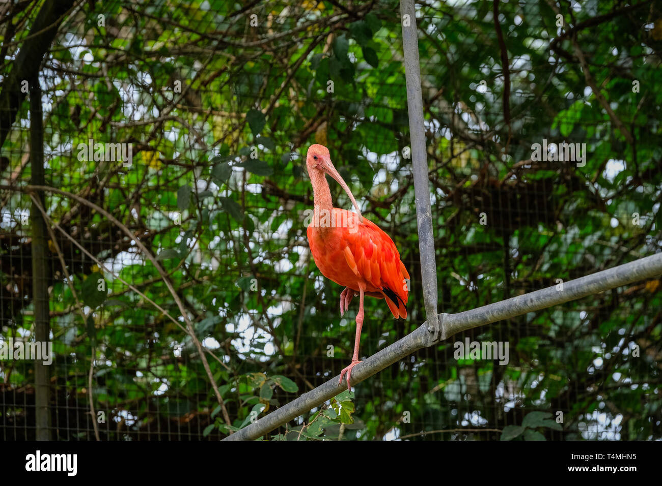 Animal in Guiana zoo, Guyana, Cayenne, France Stock Photo - Alamy
