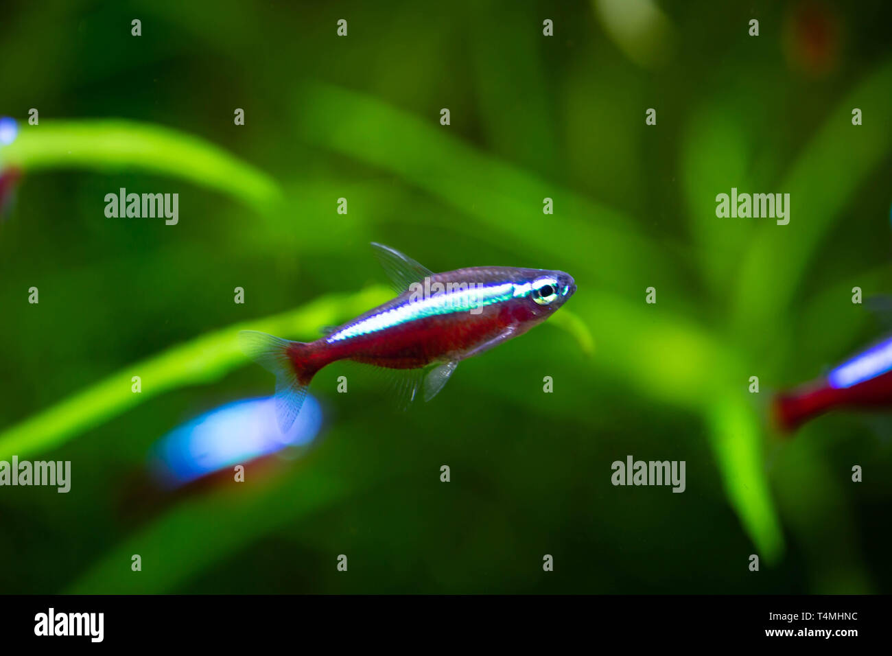 The neon tetra Jumbo(Paracheirodon innesi) is a freshwater fish of the ...