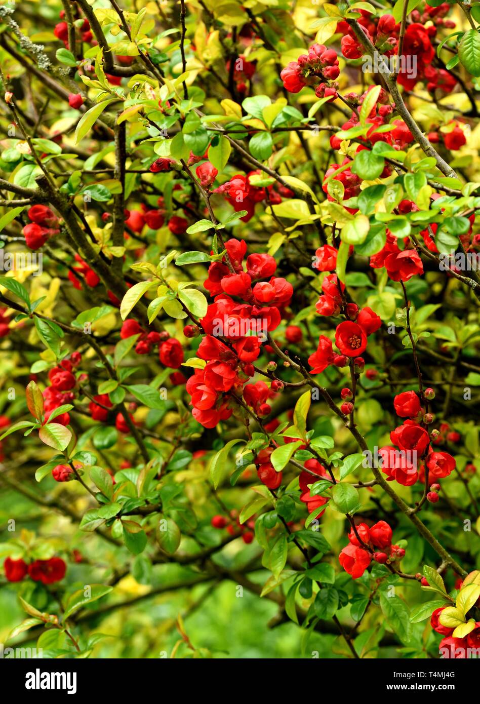 Flowering quince red hi-res stock photography and images - Alamy