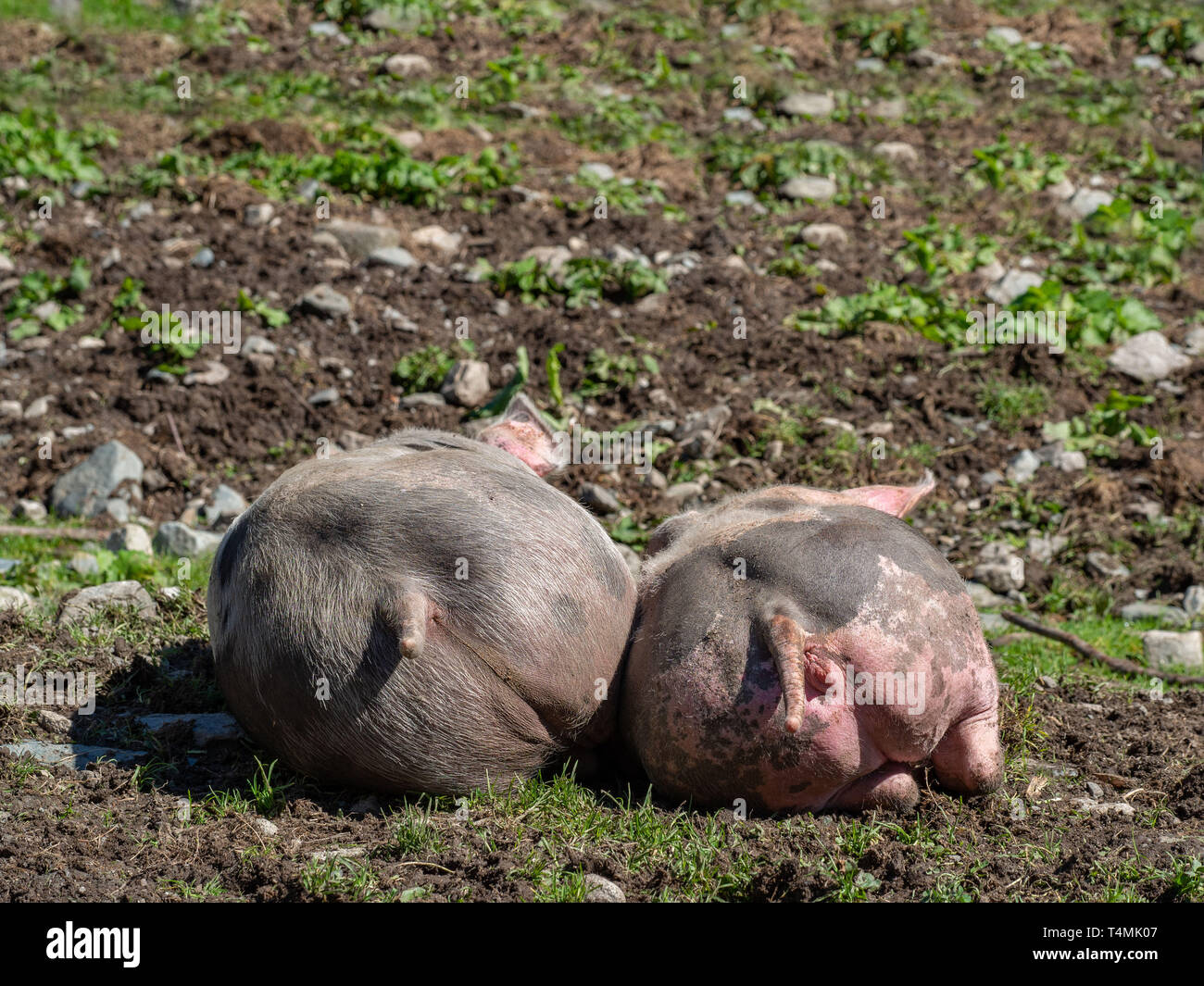 Pigs in pasture Stock Photo - Alamy