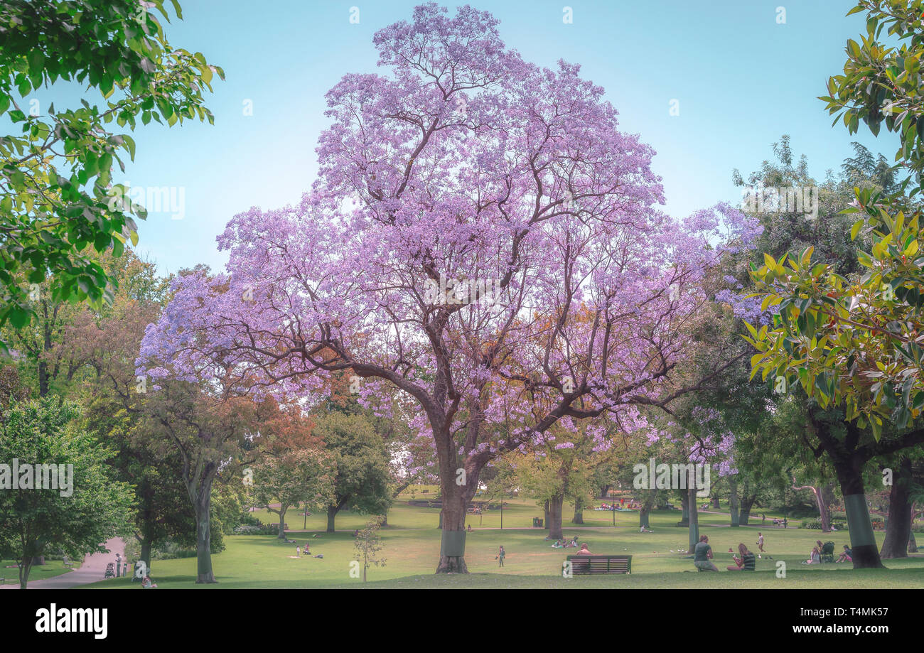 Purple tree in the middle of a garden Stock Photo - Alamy