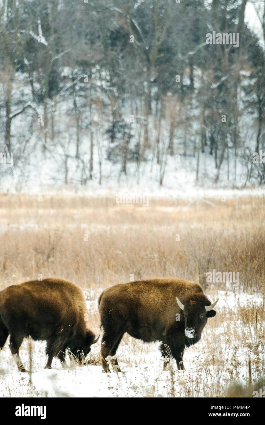 Two bison stand together in a snowy field Stock Photo - Alamy