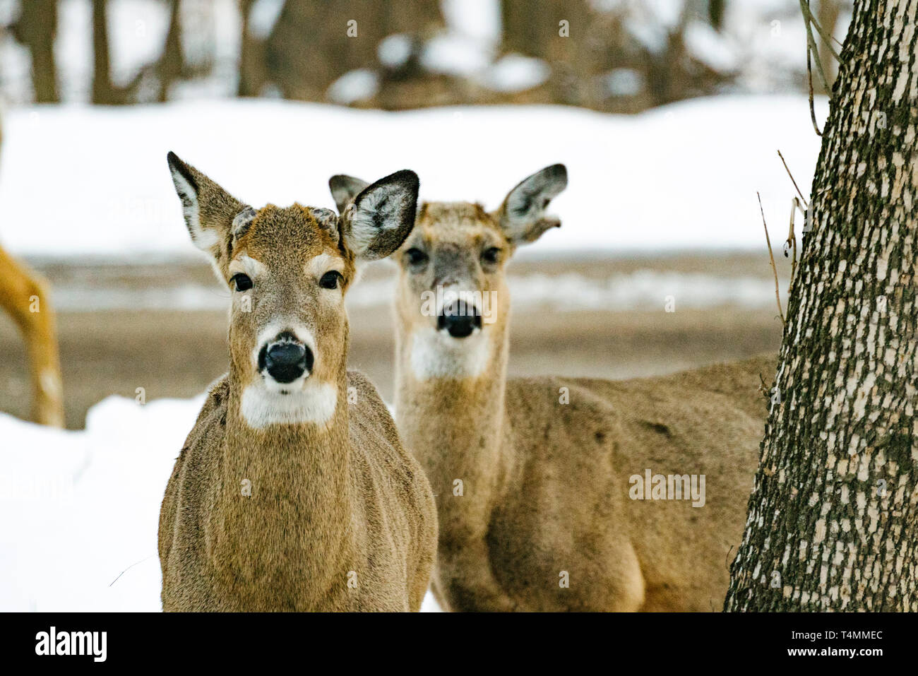 Straight on portrait of two white-tailed deer bucks Stock Photo - Alamy