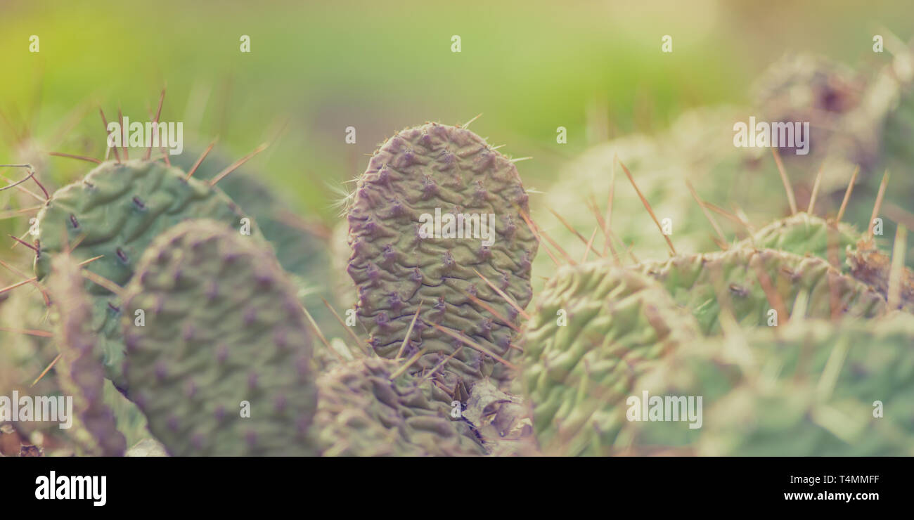 Cactus field landscape closeup. Cultivation of cacti. Garden of flower ...