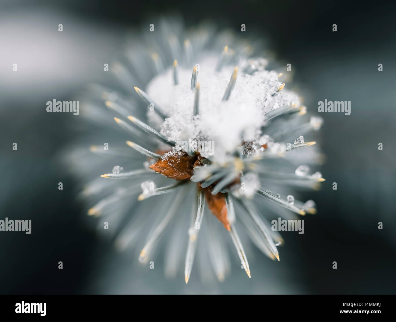 Pine cone buds hi-res stock photography and images - Alamy