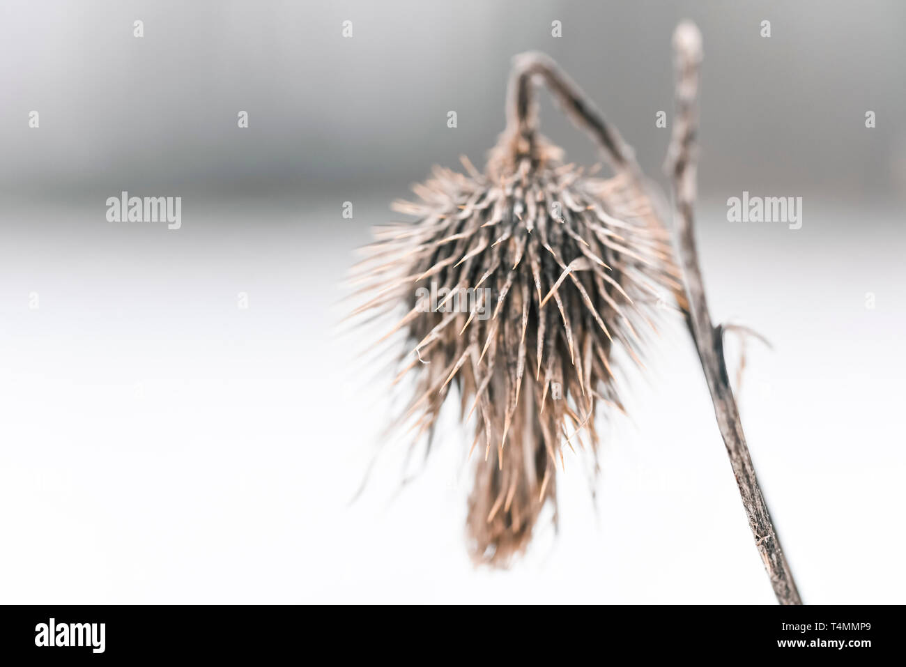 Close up dead thistle hi-res stock photography and images - Alamy