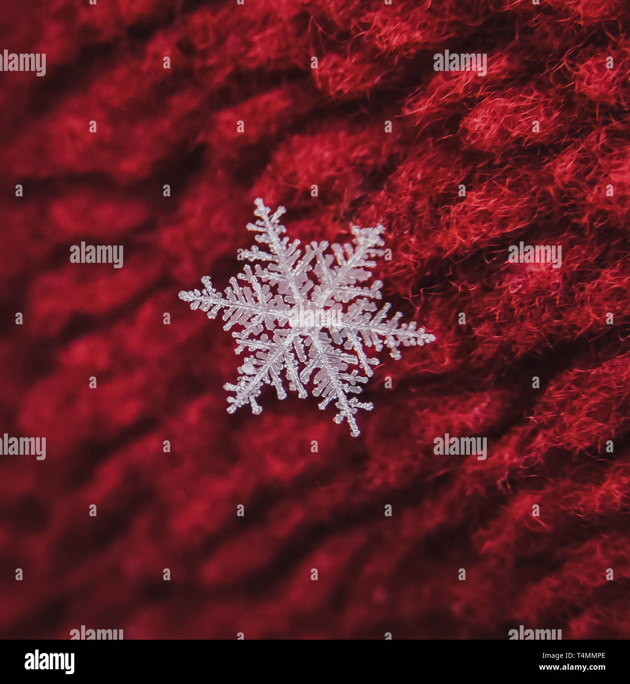 White background single snowflake hi-res stock photography and images ...