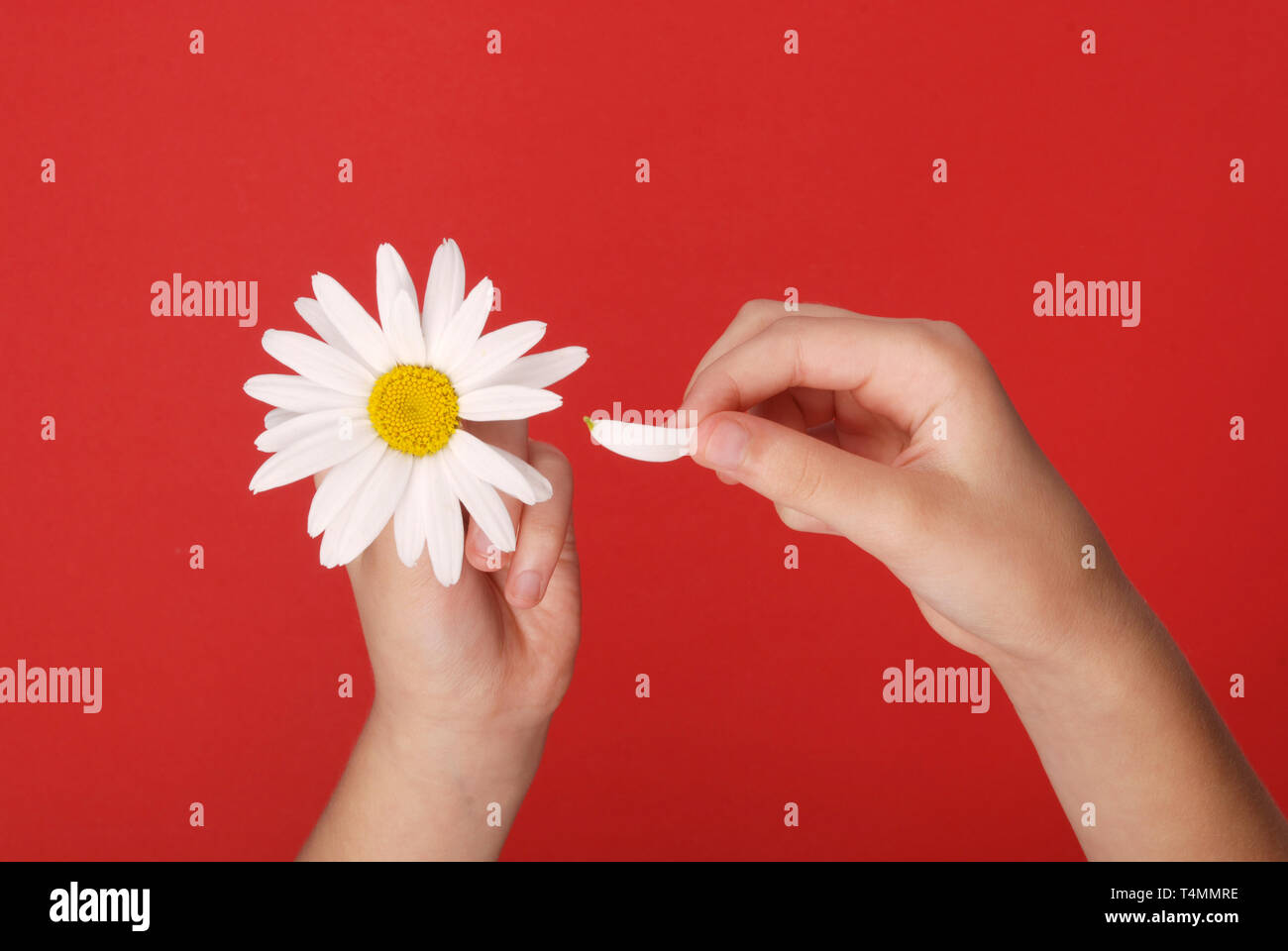 Hand plucking petal daisy hi-res stock photography and images - Alamy