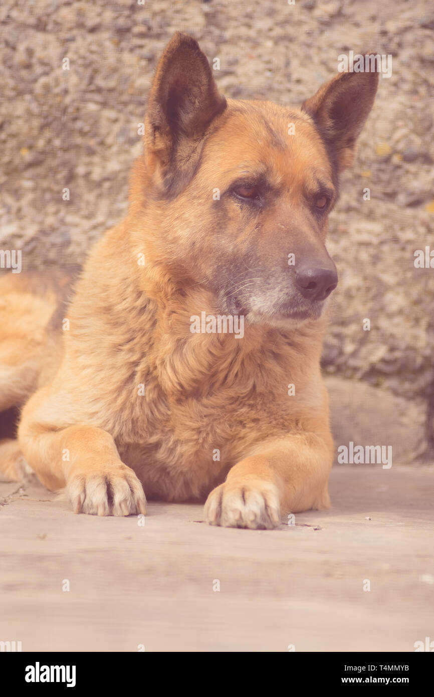 Dingo German Shepherd Mix Puppies