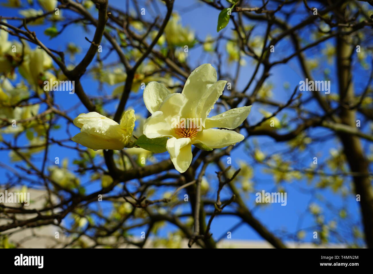Yellow magnolia hi-res stock photography and images - Alamy