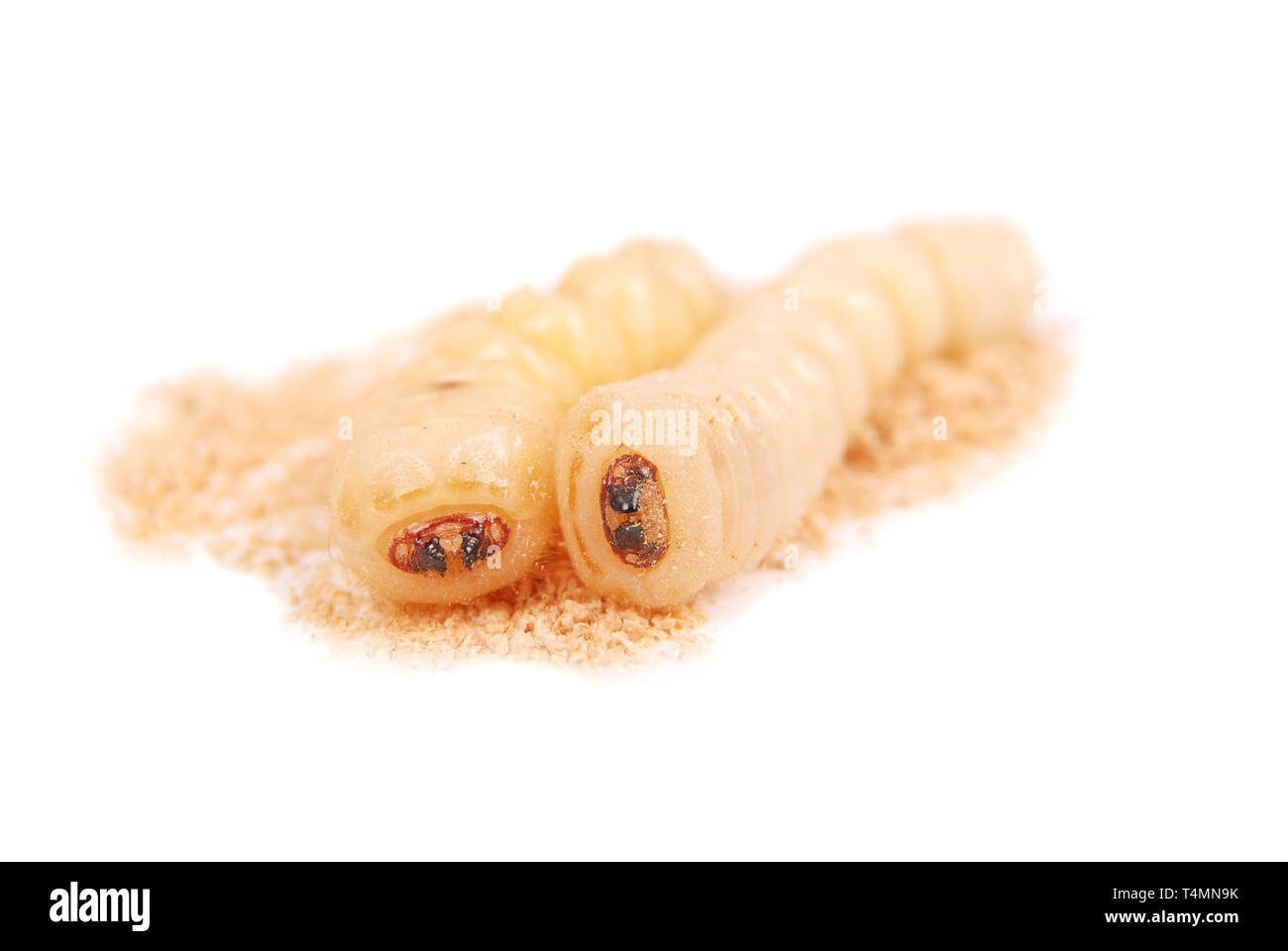 Larva bark beetle (Scolytinae). Larva of Bark beetles legless isolated ...