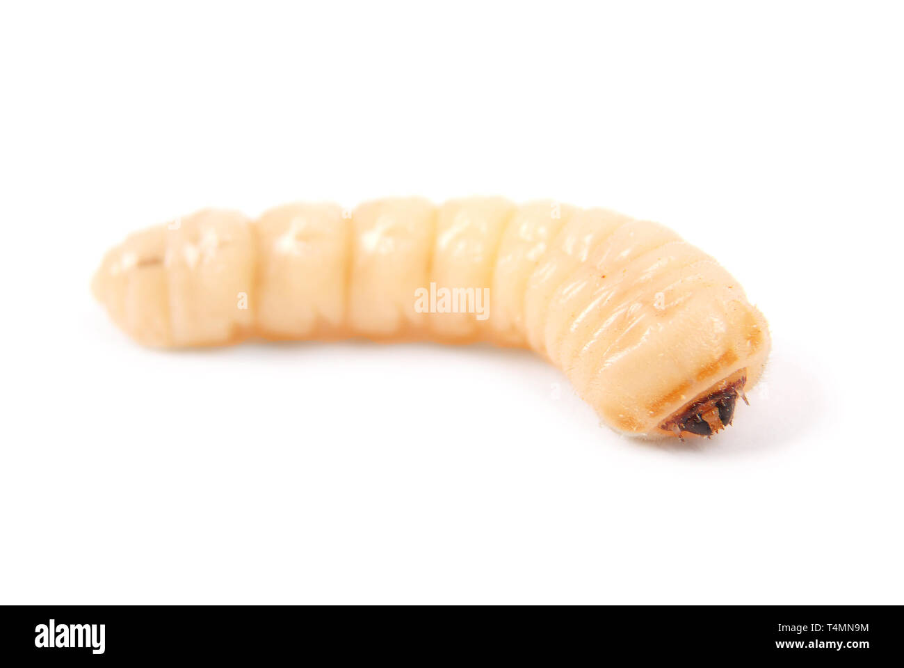 Larva bark beetle (Scolytinae). Larva of Bark beetles legless isolated ...