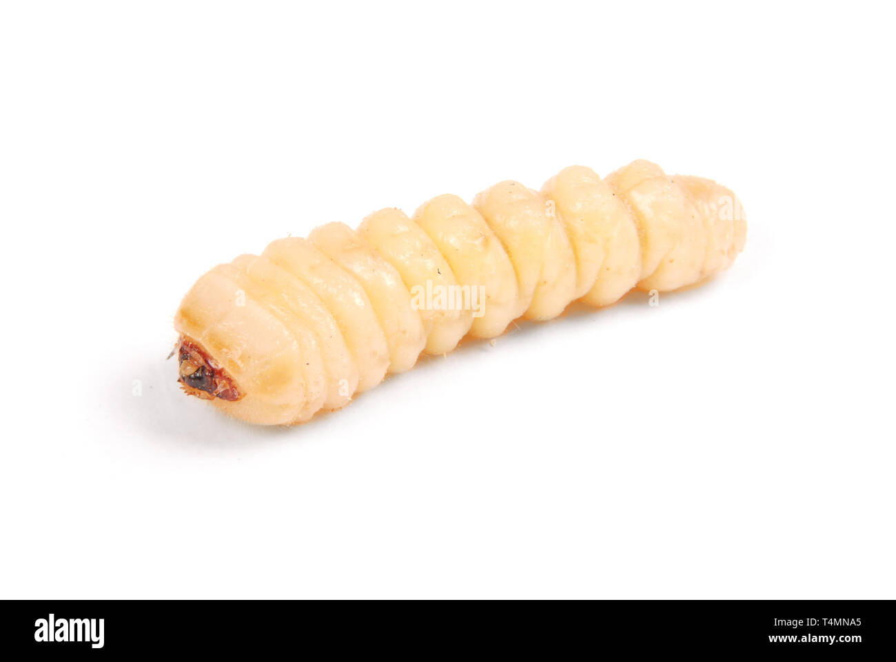 Larva bark beetle (Scolytinae). Larva of Bark beetles legless isolated ...