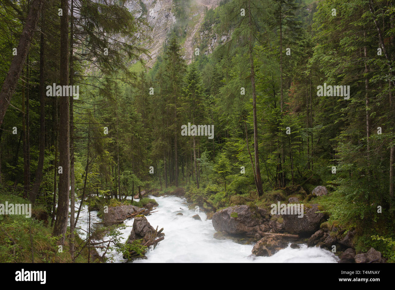 Walk in deep forest of Hallstatt, Austria, Europe. Around rich and deep ...