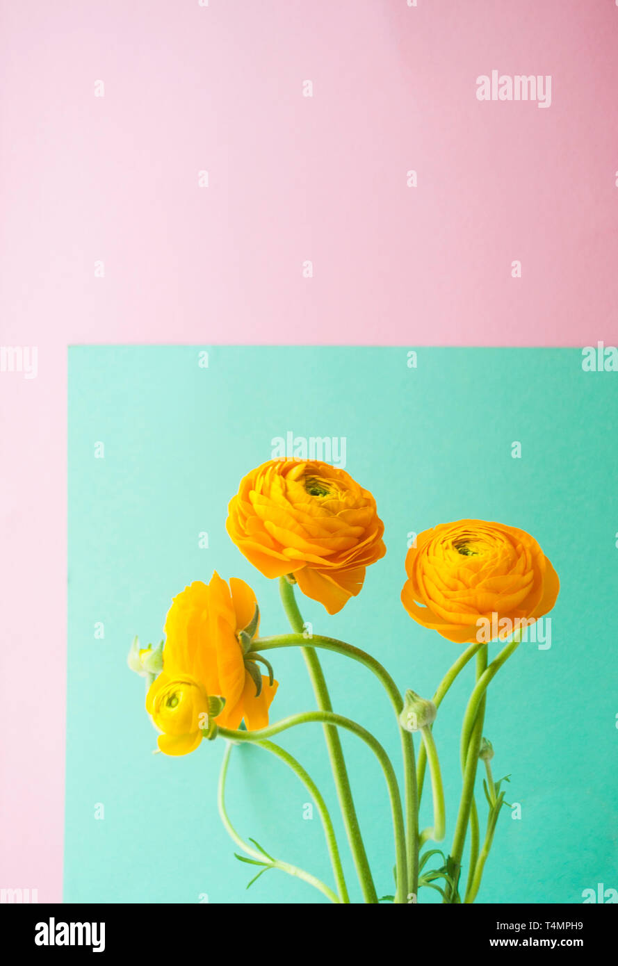 Beautiful bouquet of fresh yellow color ranunculus on pastel pink and ...