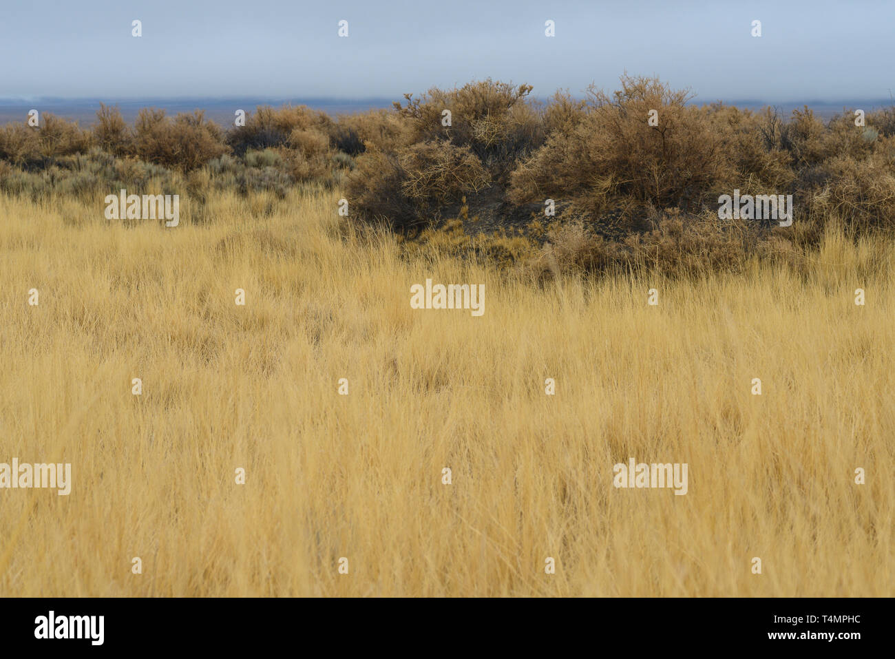Sage Of The Desert Stock Photos & Sage Of The Desert Stock Images - Alamy