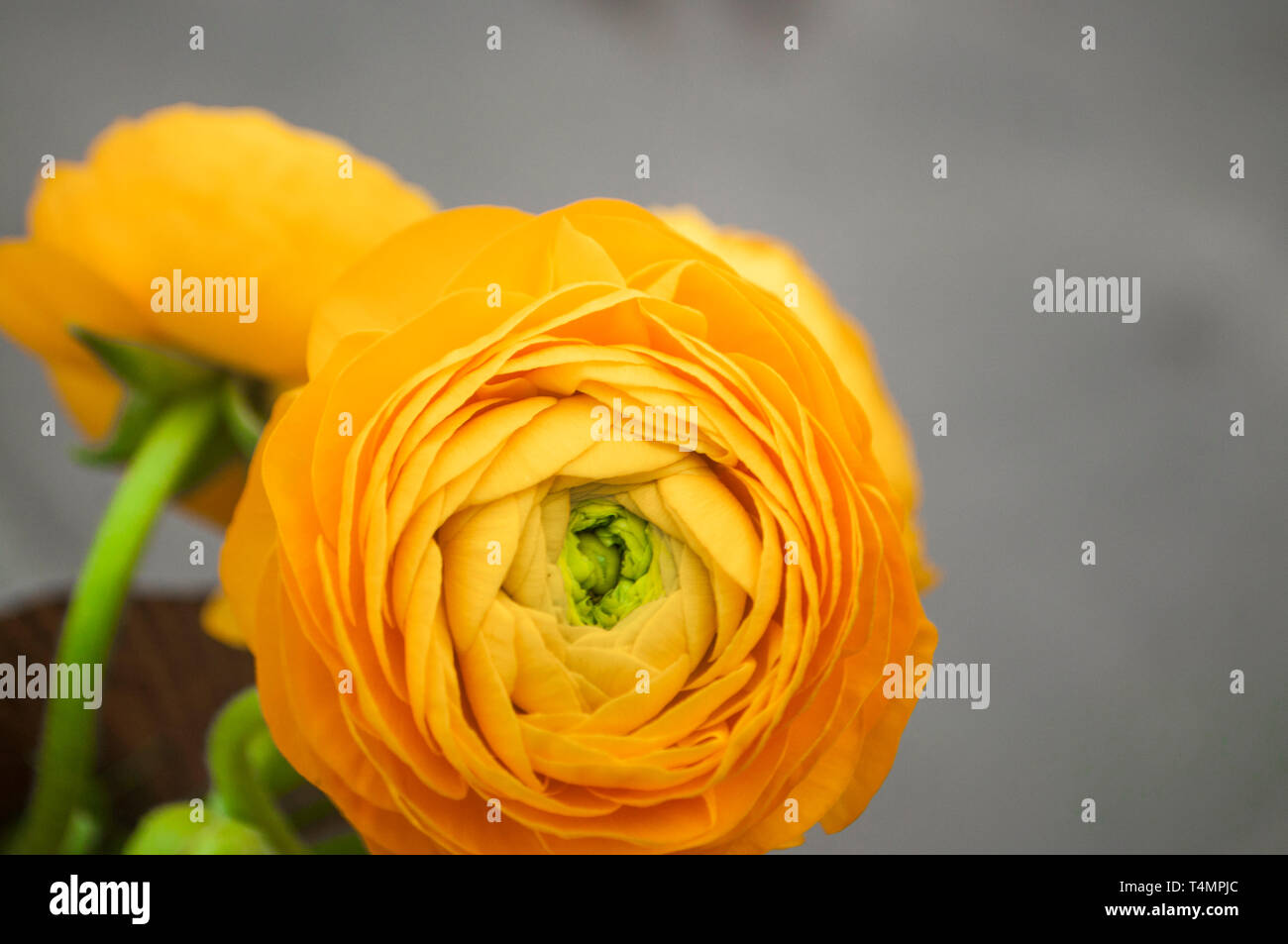 Beautiful fresh yellow color ranunculus on grey background with ...
