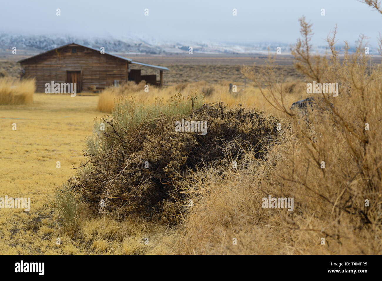 Sagebrush desert hi-res stock photography and images - Alamy