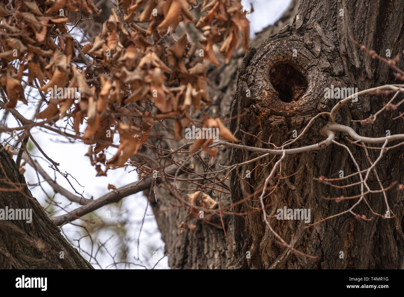 Tree bark and orange wilted leaves Stock Photo - Alamy