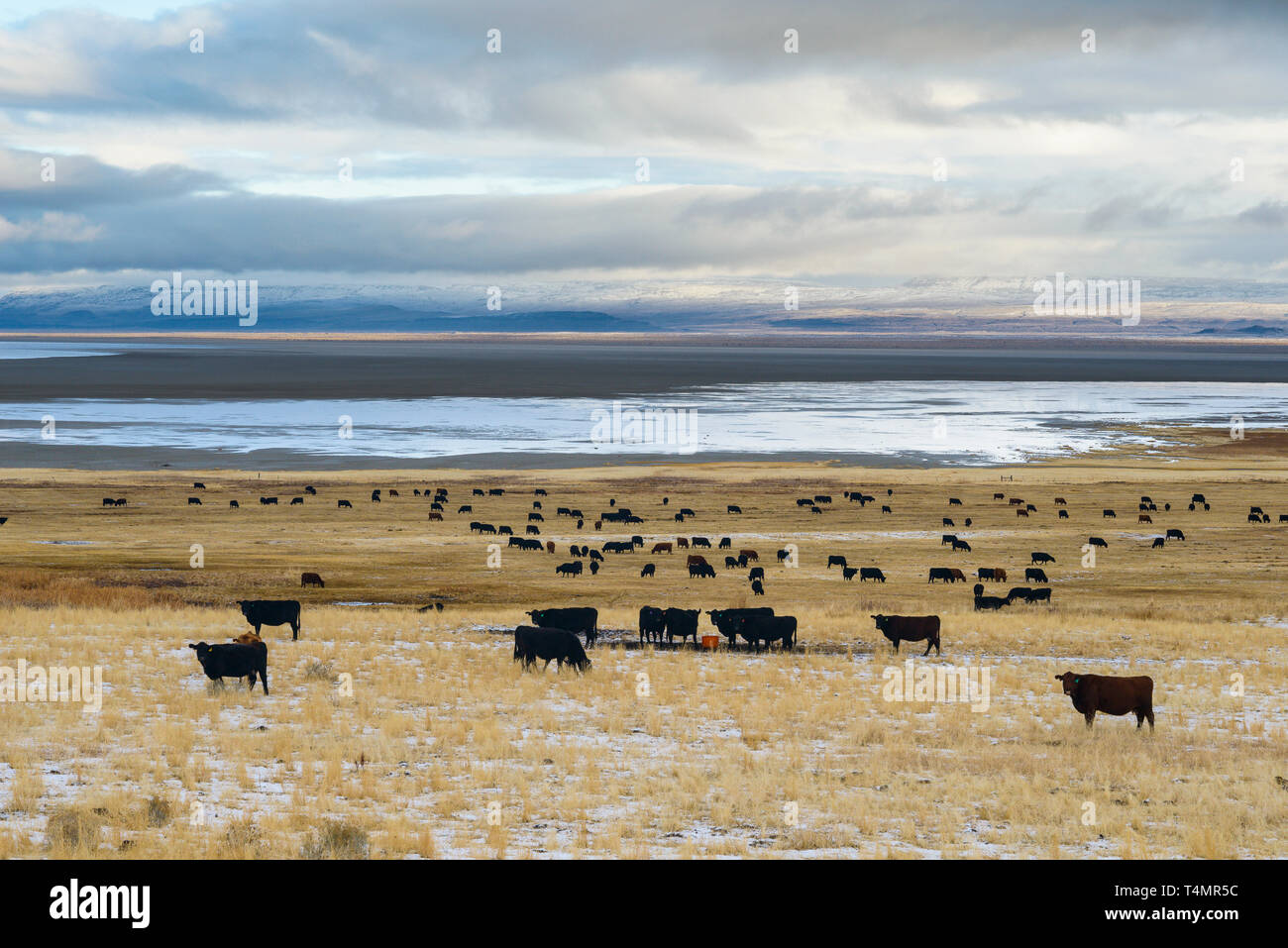 Desert cattle hi-res stock photography and images - Alamy