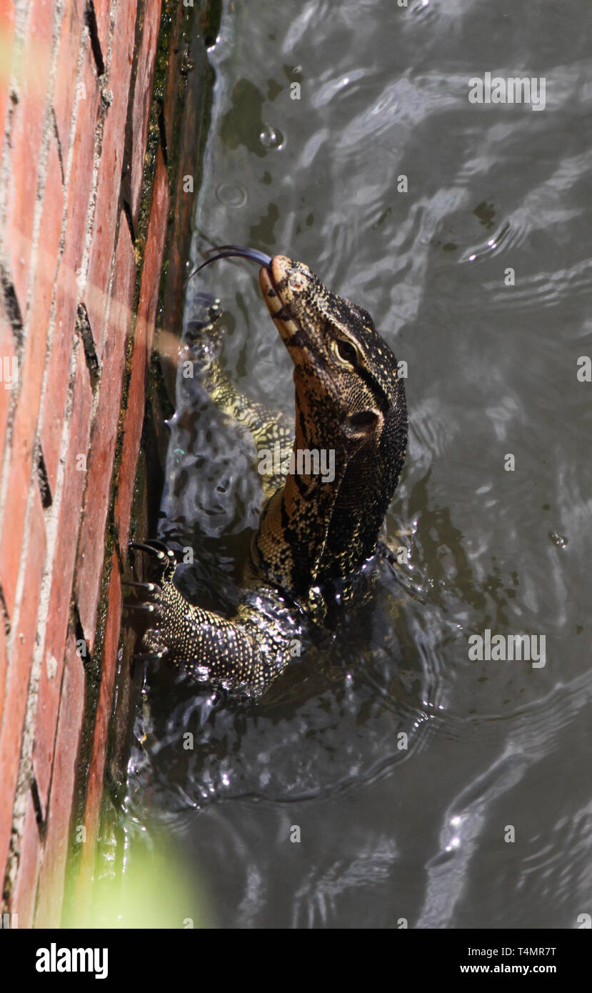 Brick wall with wastewater pipe hi-res stock photography and images - Alamy