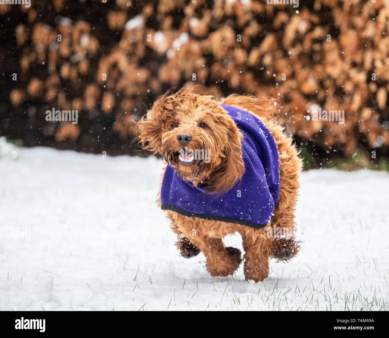 Cockapoo running hi-res stock photography and images - Alamy