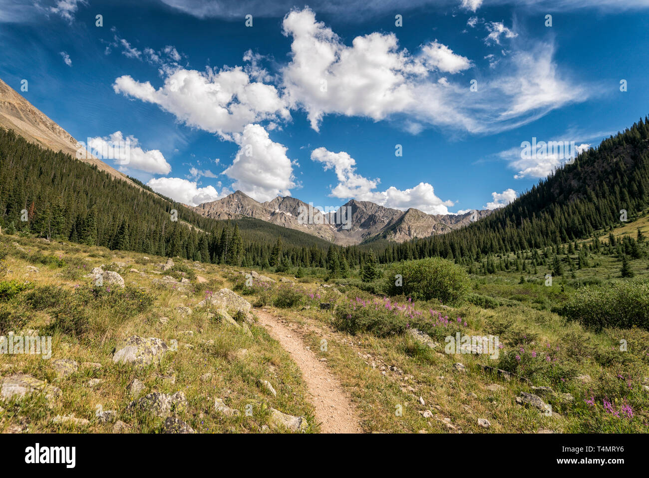 Collegiate Peaks Wilderness Stock Photo - Alamy