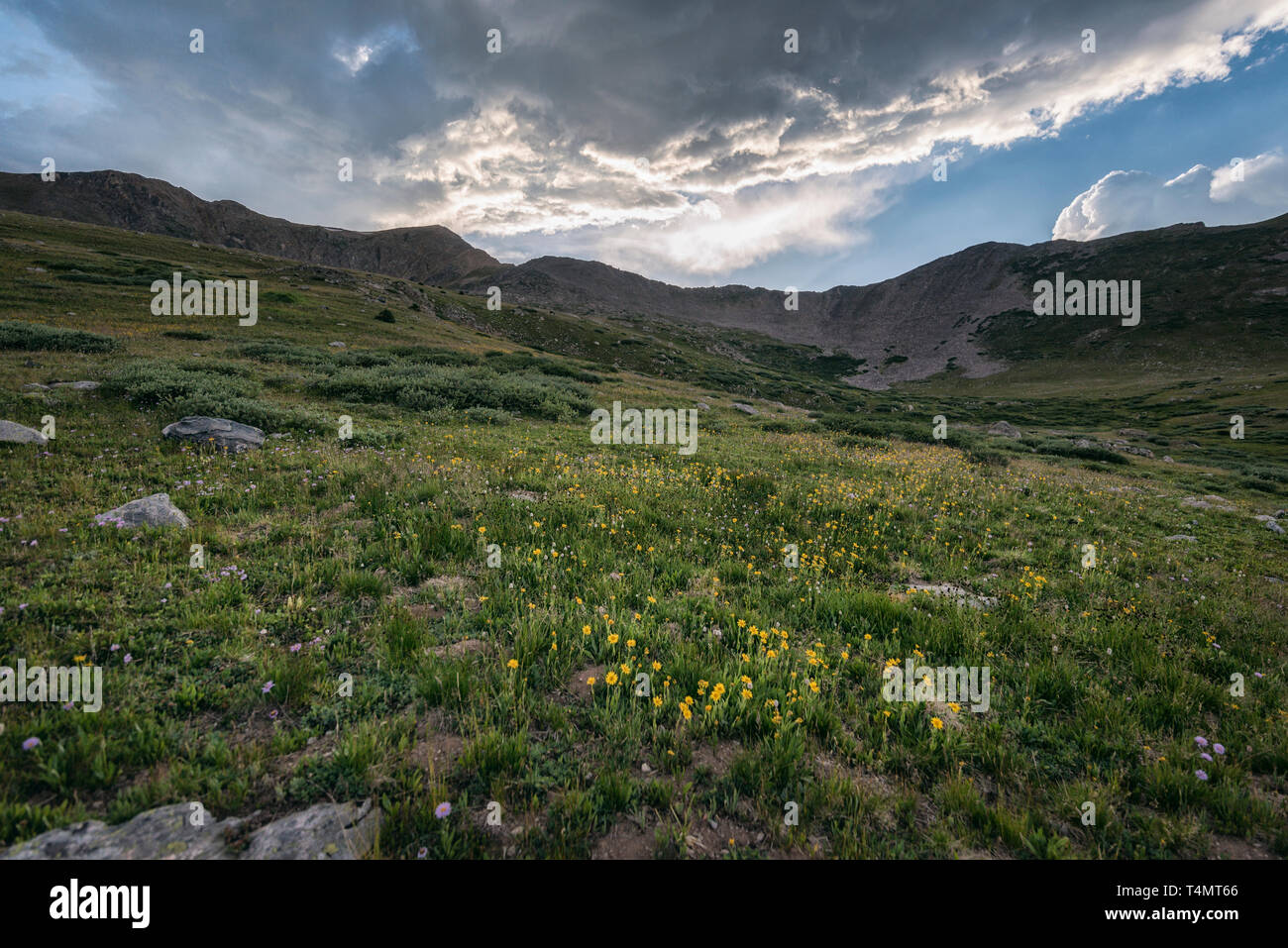 Collegiate Peaks Wilderness Stock Photo - Alamy