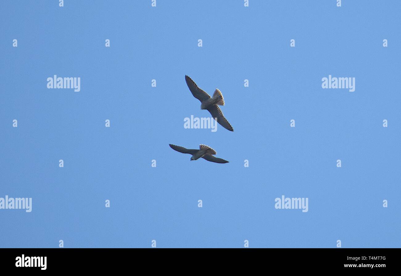 Peregrine falcon stoop hi-res stock photography and images - Alamy