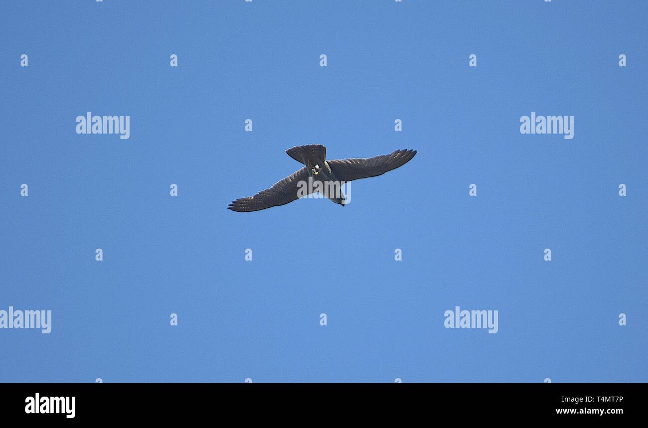 Peregrine Falcon in flight 180716 Stock Photo - Alamy