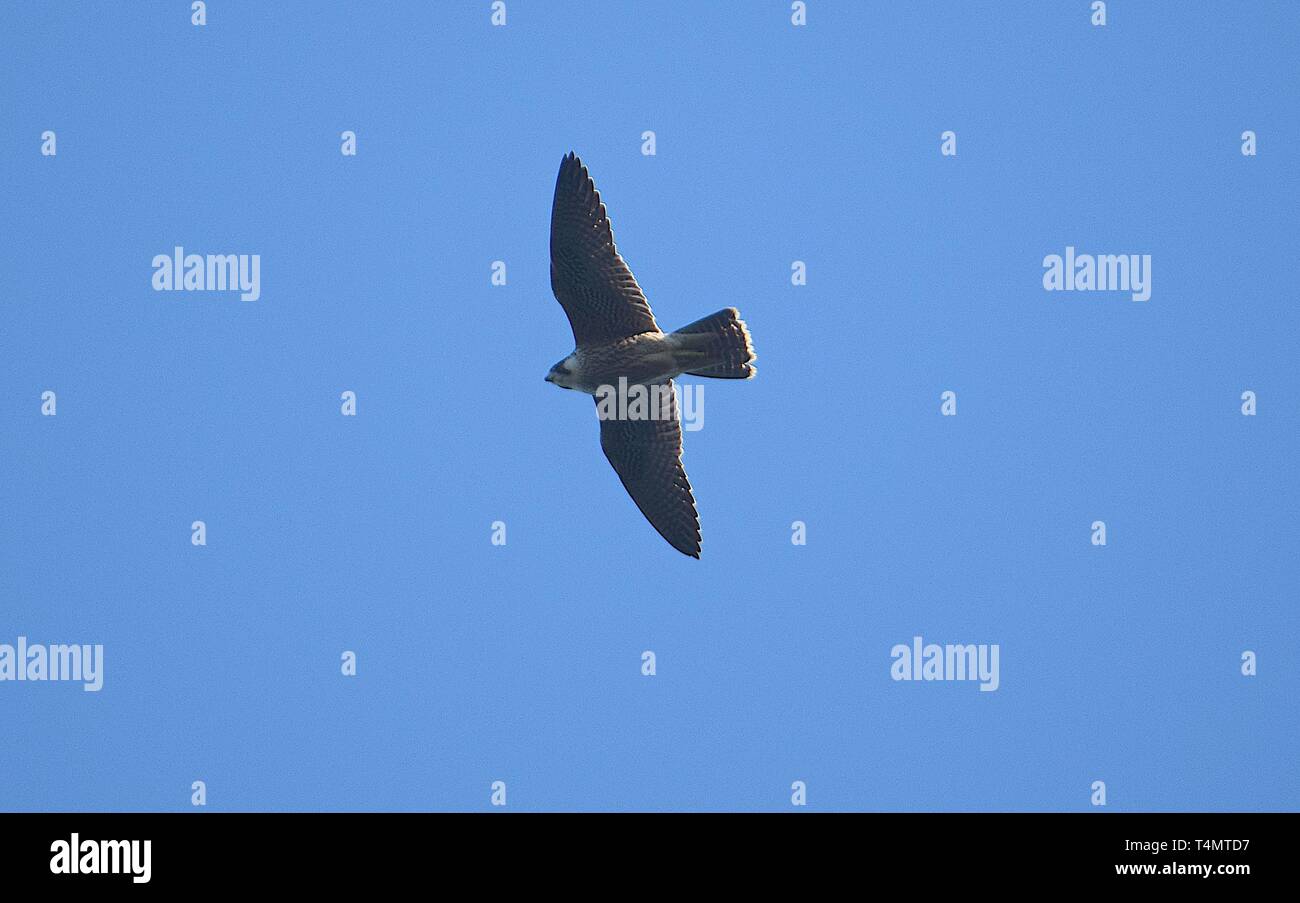 Notched beak hi-res stock photography and images - Alamy