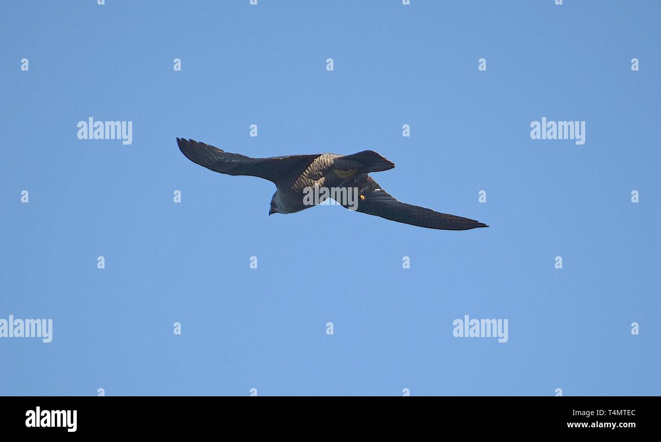 Peregrine Falcon in flight 180716 Stock Photo - Alamy
