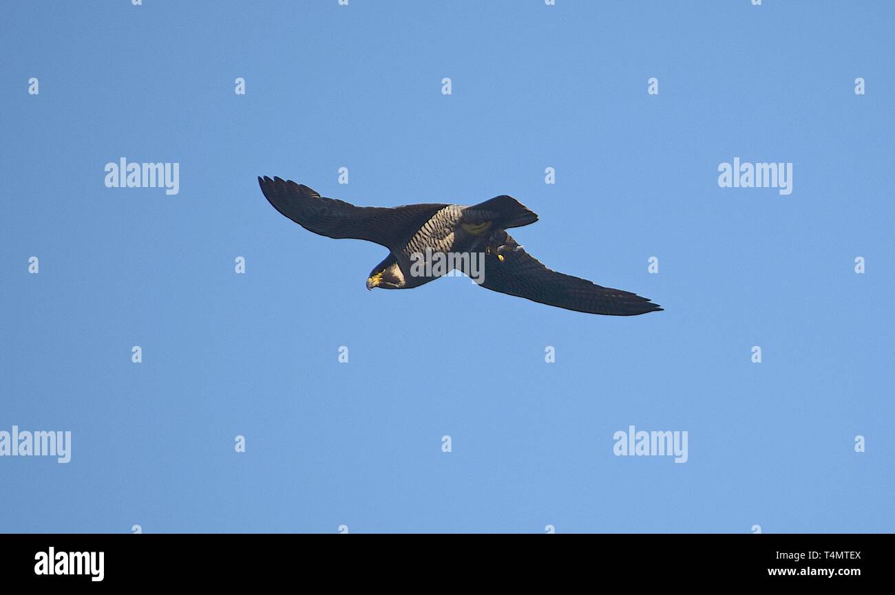 Notched Beak High Resolution Stock Photography and Images - Alamy