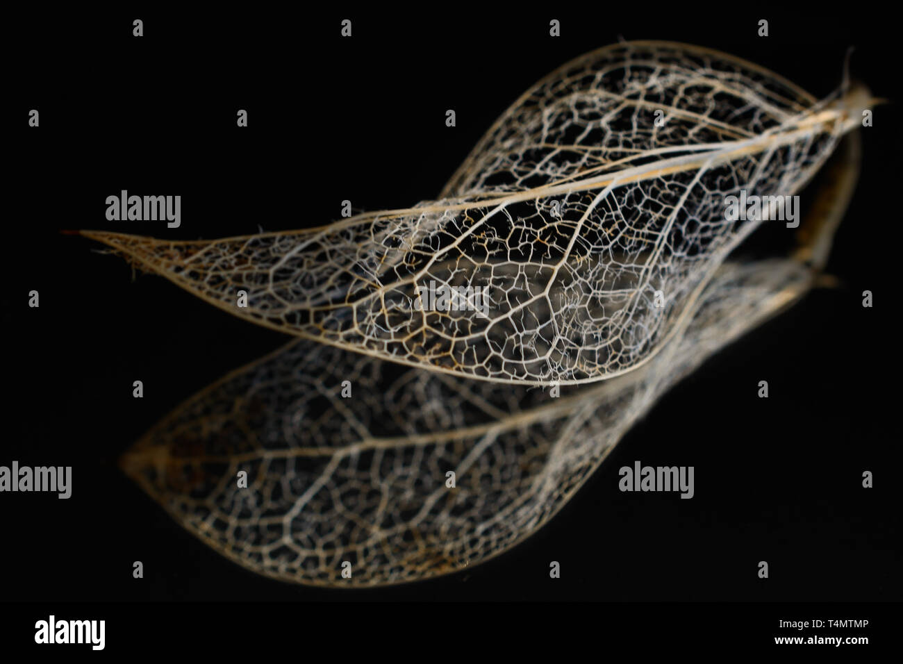 Lacey leaves hi-res stock photography and images - Alamy