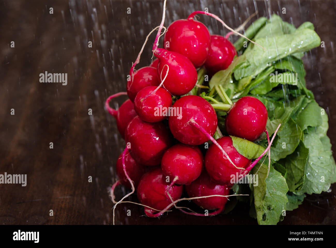 A bunch of fresh radish under running water. Water drops on fresh ...