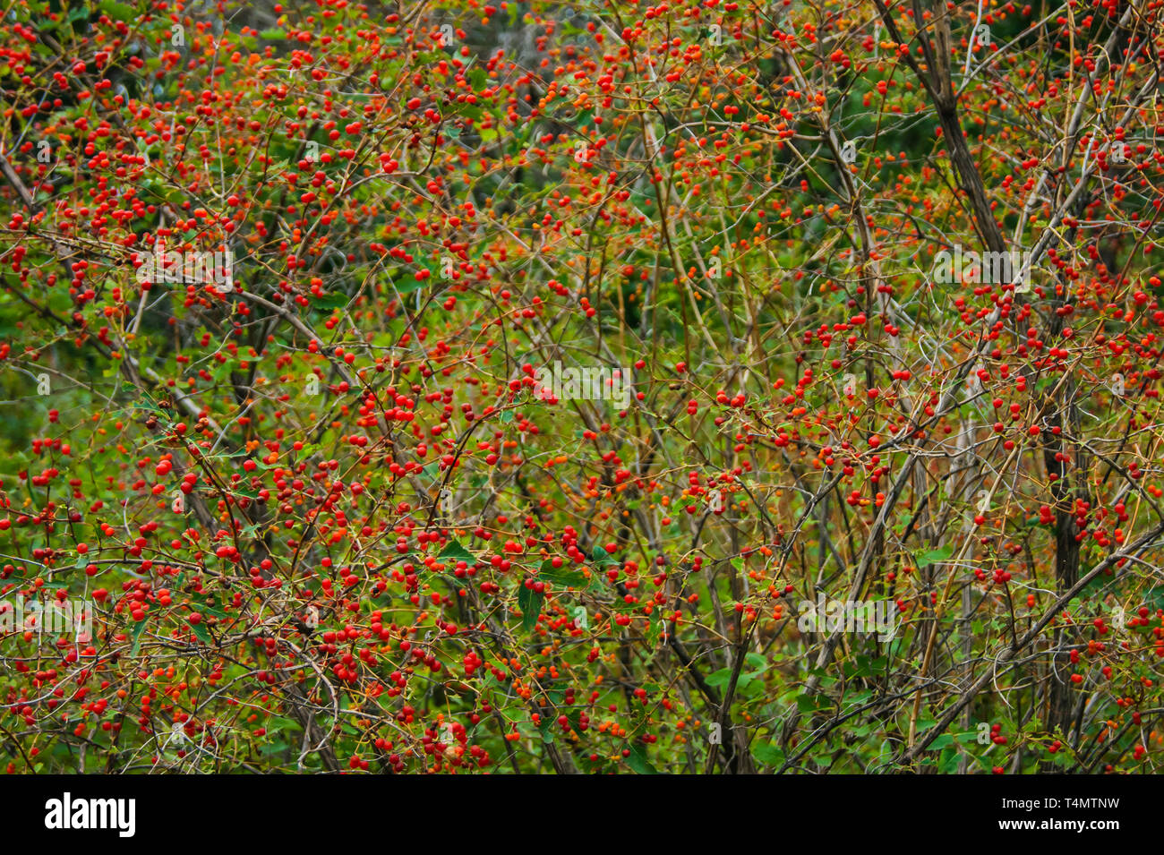 Bushes color edible fruit hi-res stock photography and images - Alamy